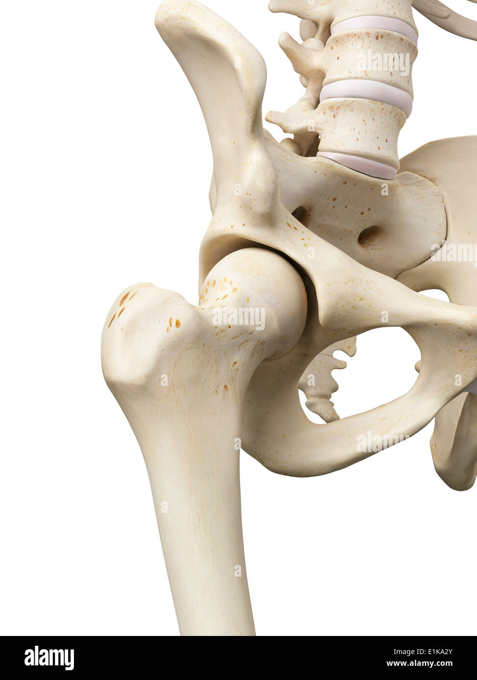 Human hip joint computer artwork Stock Photo - Alamy