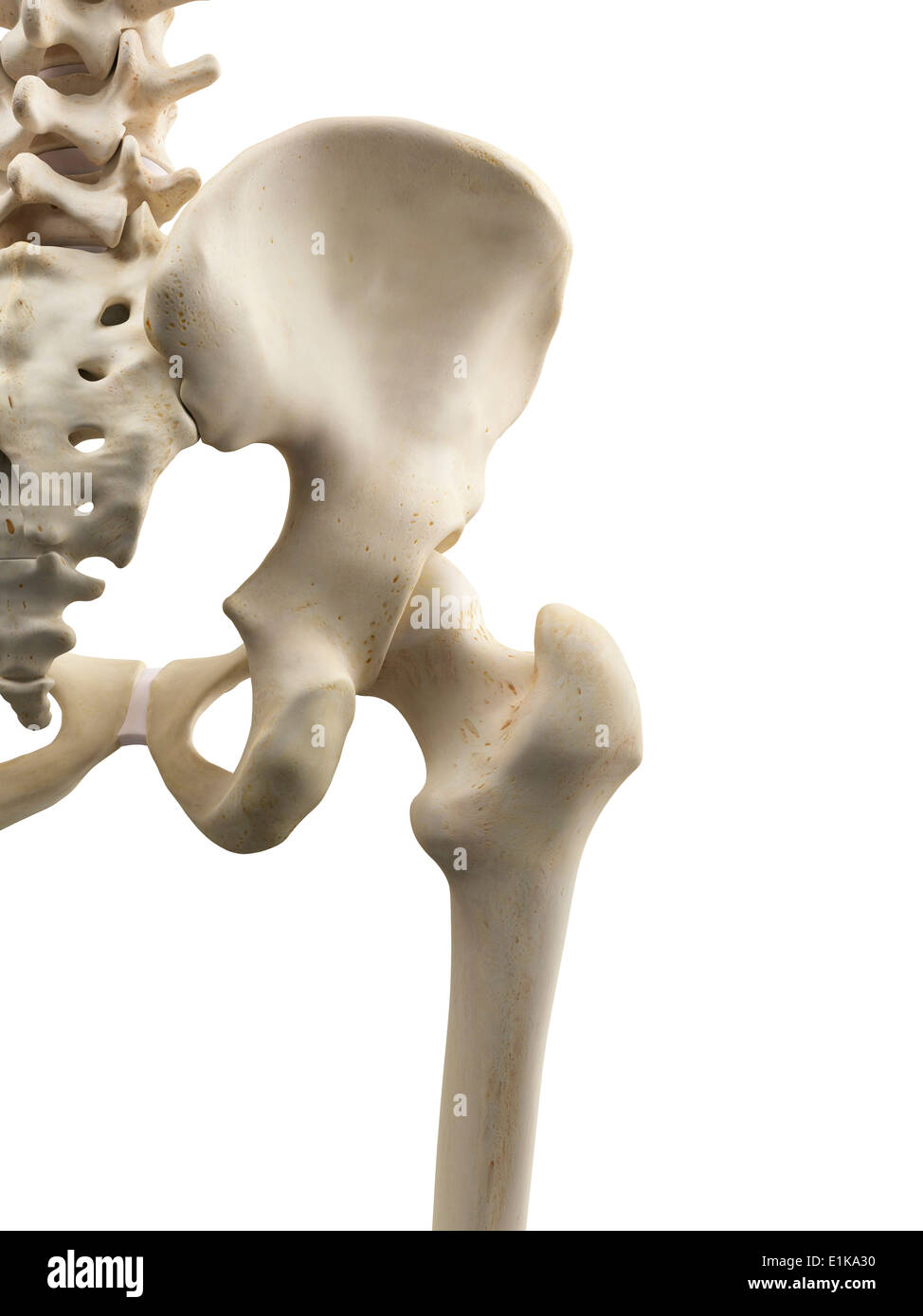 Human hip joint computer artwork Stock Photo - Alamy