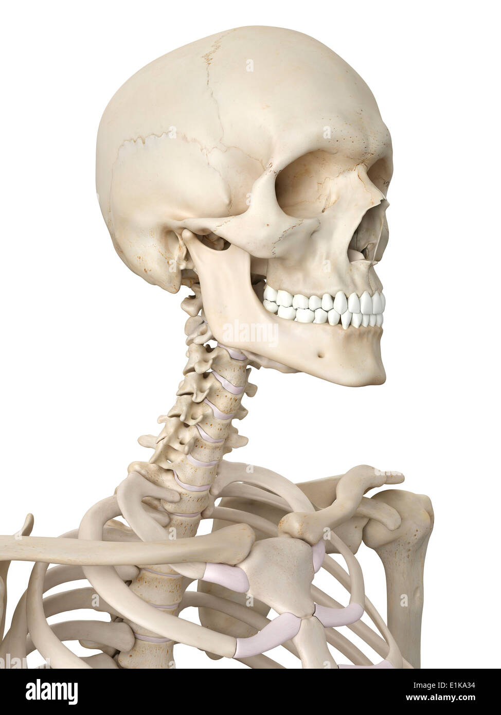 Human skull computer artwork Stock Photo - Alamy