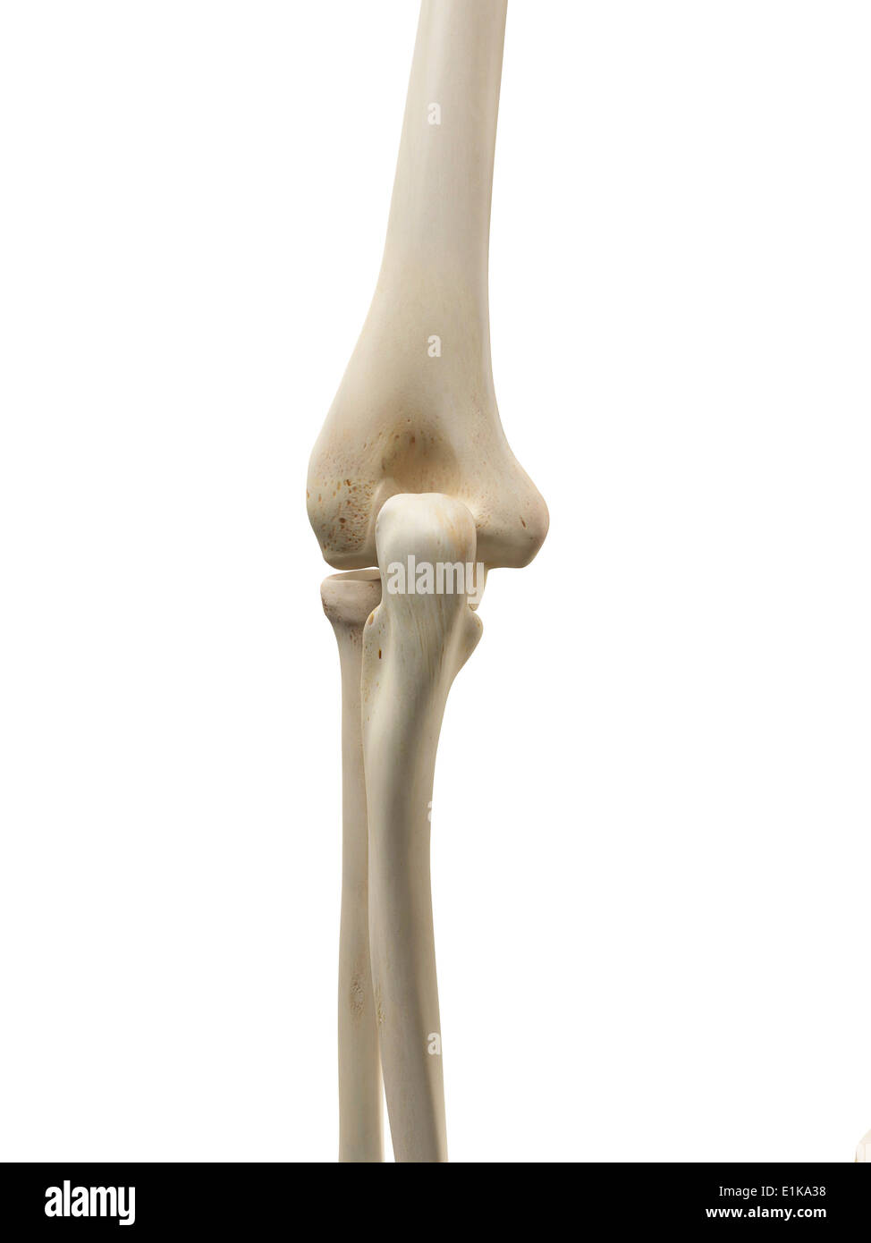 Human elbow joint computer artwork Stock Photo - Alamy