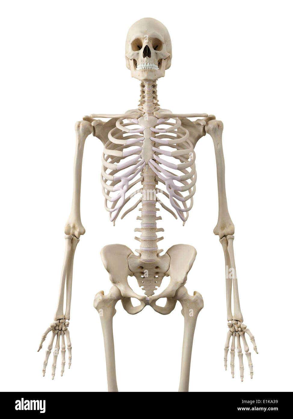 Human skeleton computer artwork Stock Photo - Alamy