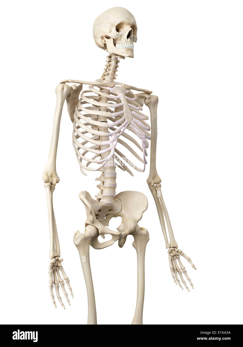 Human skeleton computer artwork Stock Photo - Alamy