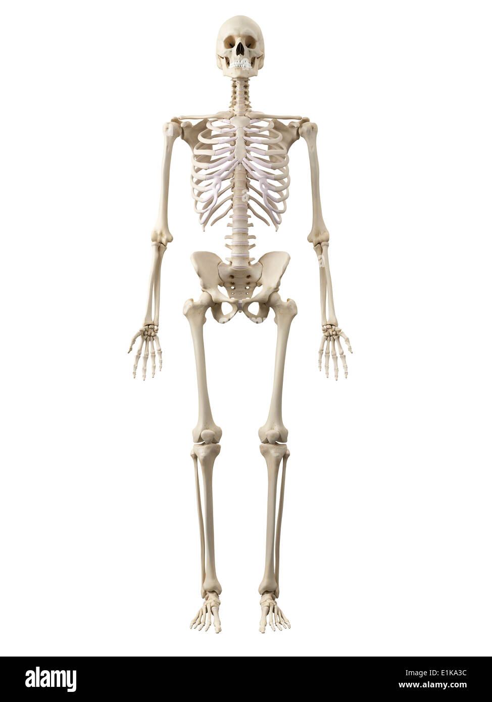 Human skeleton computer artwork hi-res stock photography and images - Alamy