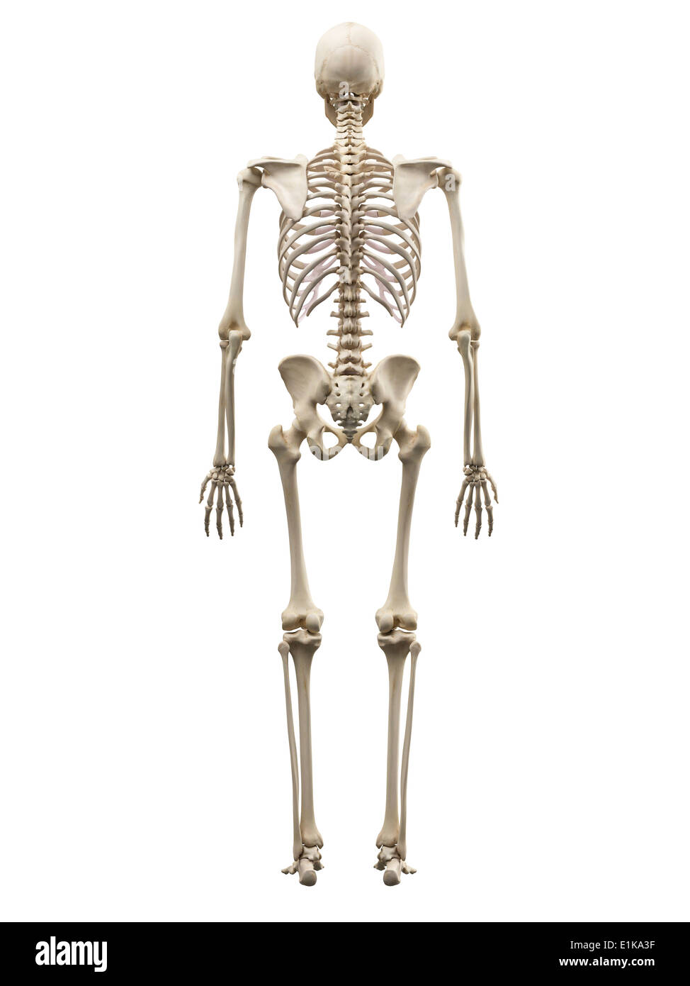 Human skeleton computer artwork Stock Photo - Alamy