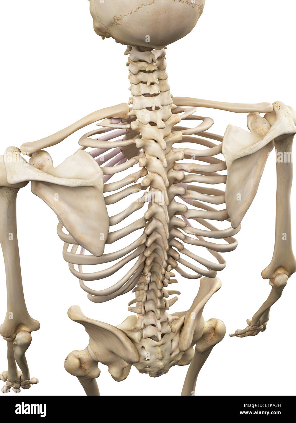 Human thoracic vertebrae computer artwork hi-res stock photography and ...