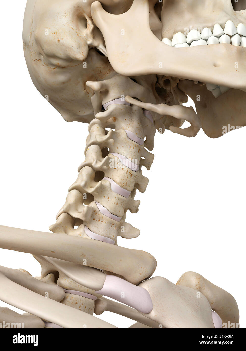 Cervical spine hi-res stock photography and images - Alamy