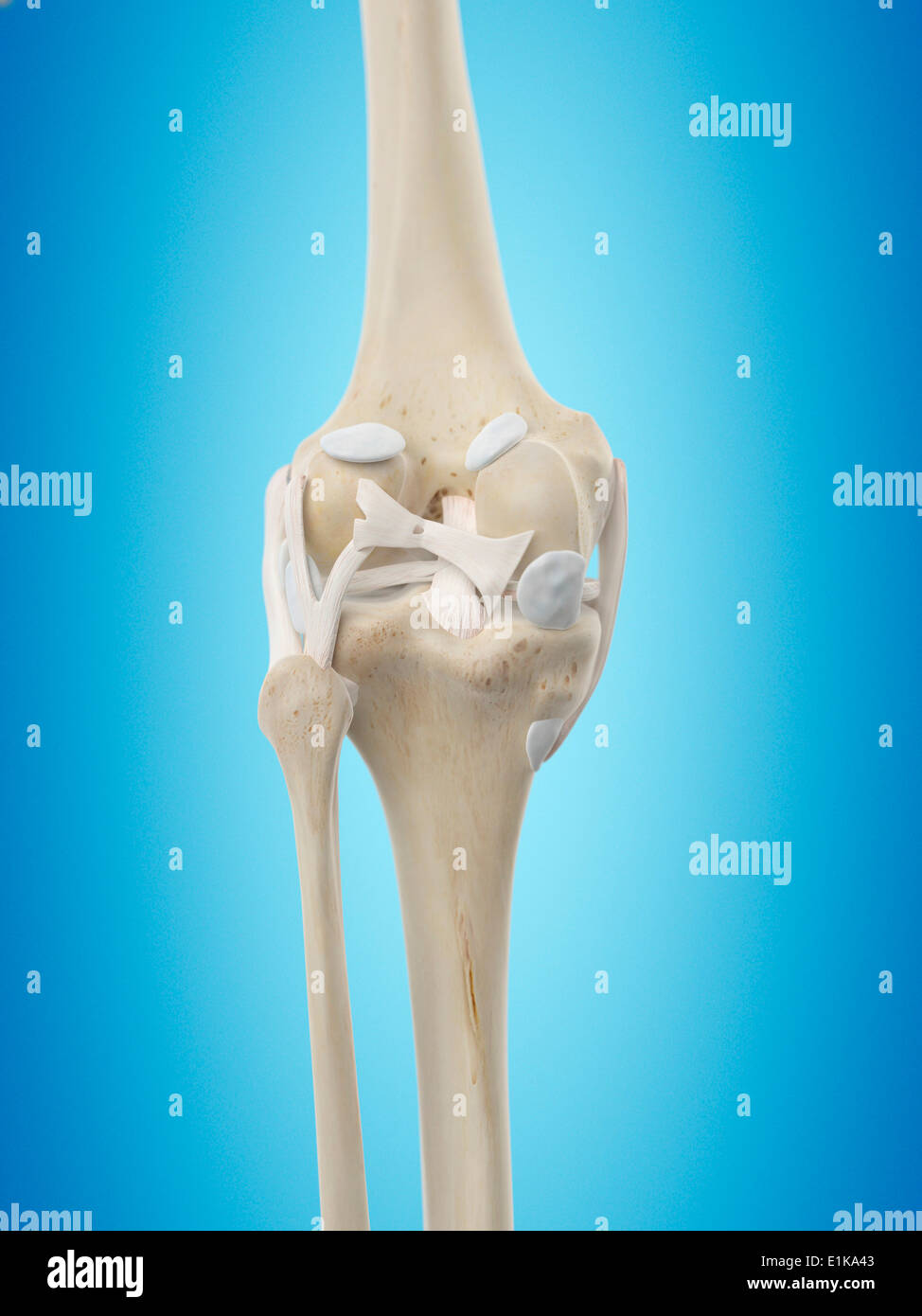 Human knee tendons computer artwork Stock Photo - Alamy