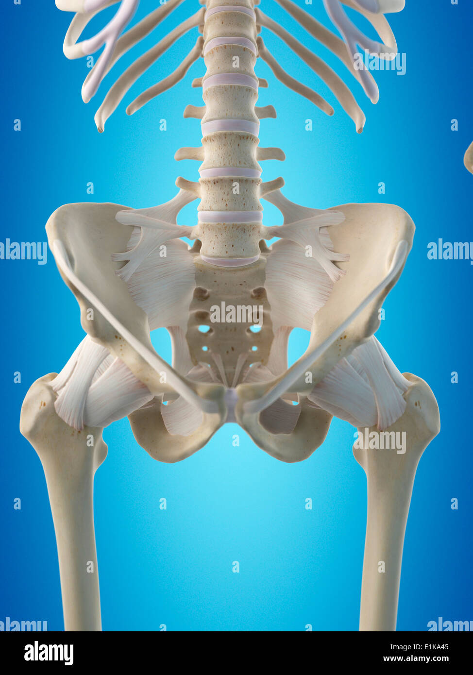 Human hip tendons computer artwork Stock Photo - Alamy