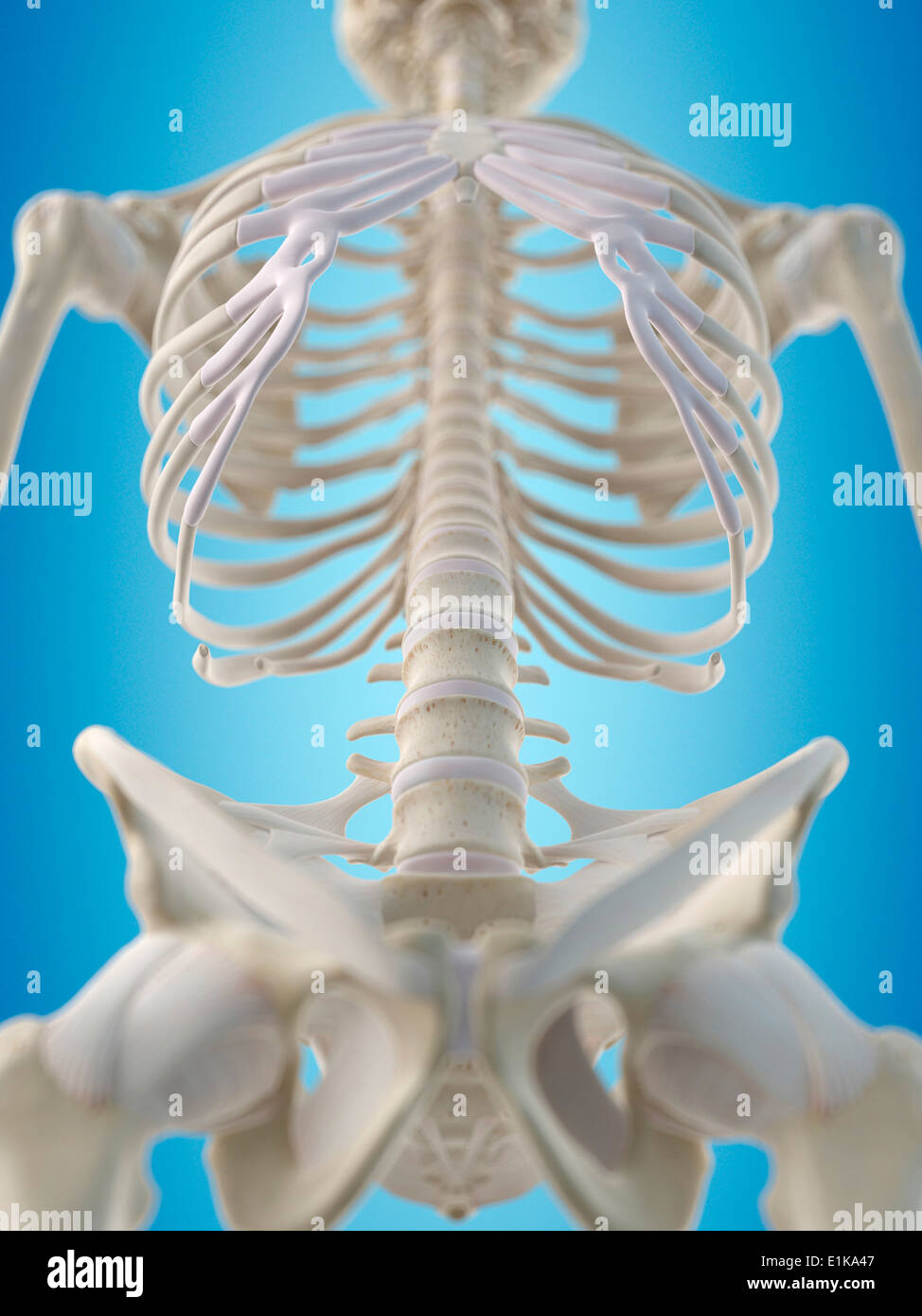 Blue thorax hi-res stock photography and images - Alamy