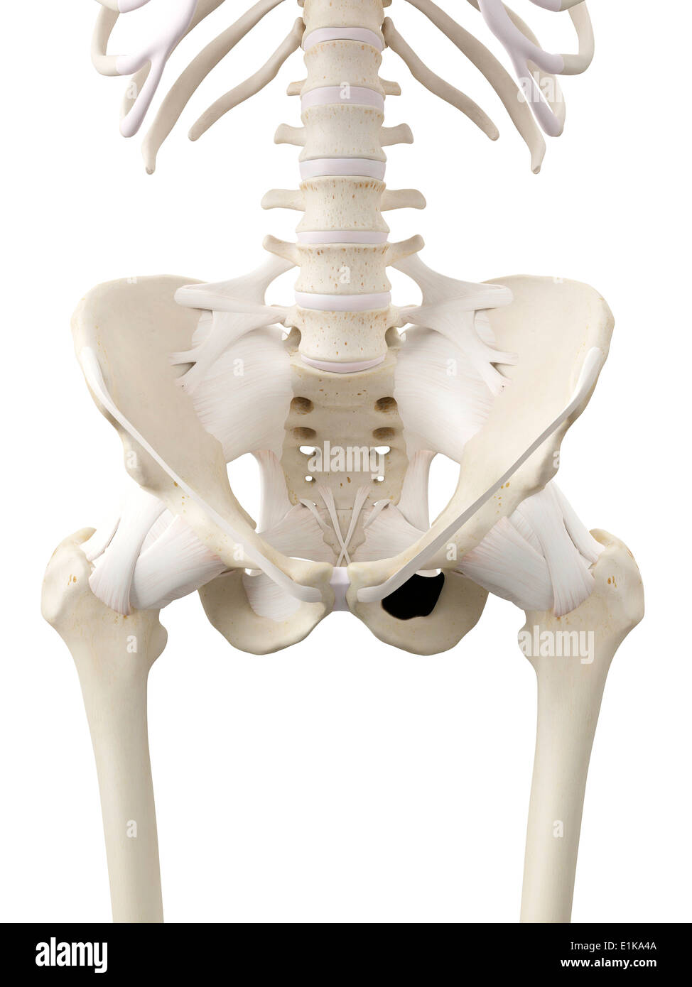 Human hip tendons computer artwork Stock Photo - Alamy