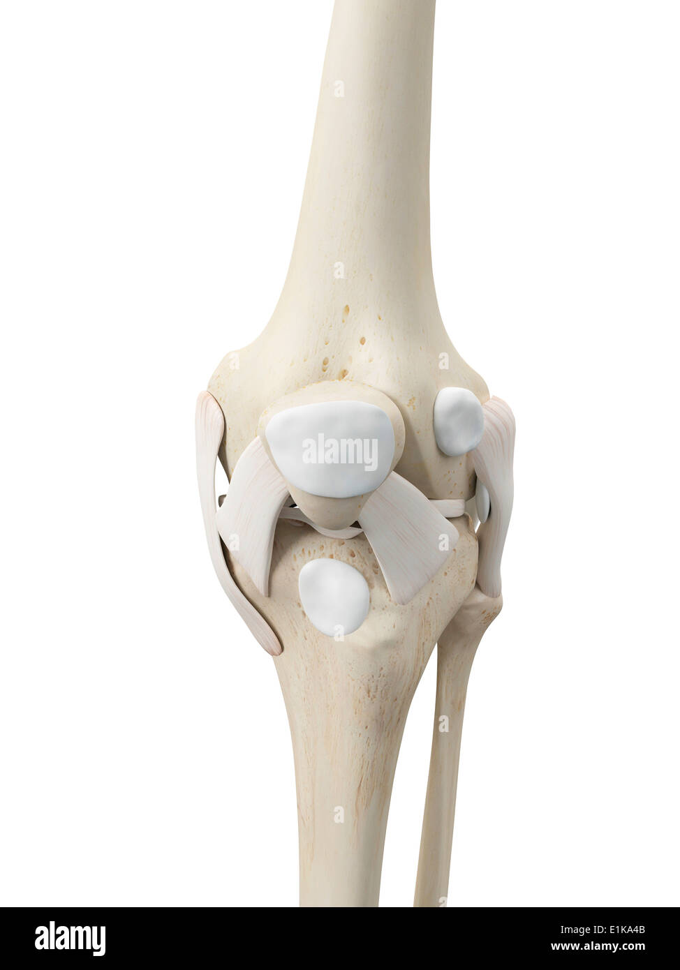 Human knee tendons computer artwork Stock Photo - Alamy