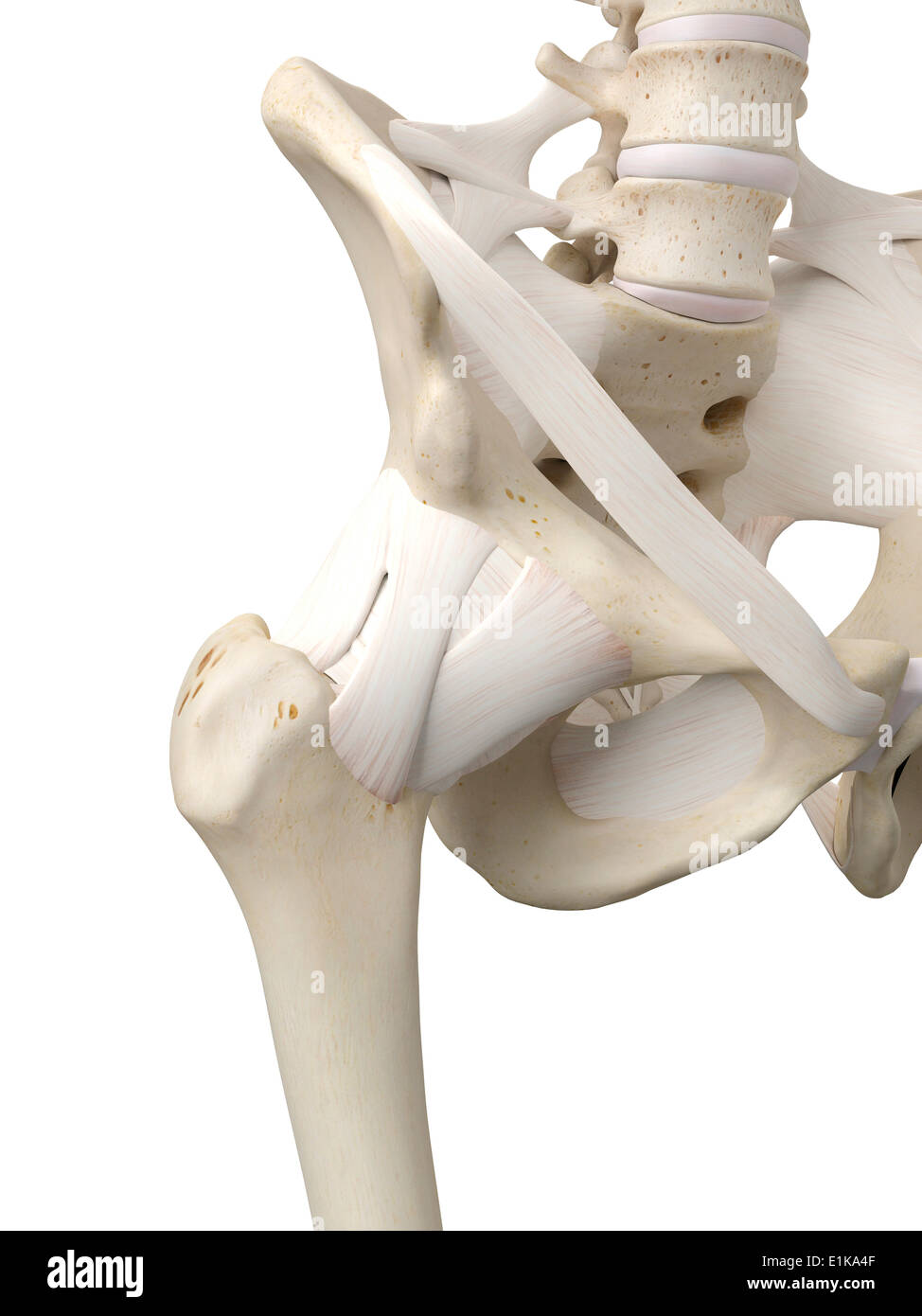 Human hip tendons computer artwork Stock Photo - Alamy