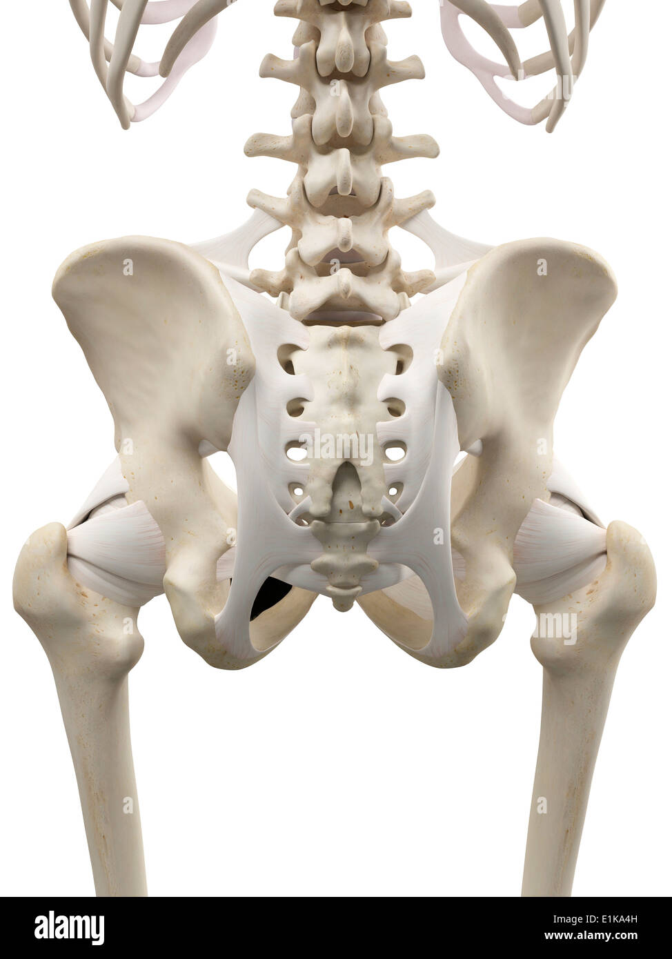 Human hip tendons computer artwork Stock Photo - Alamy