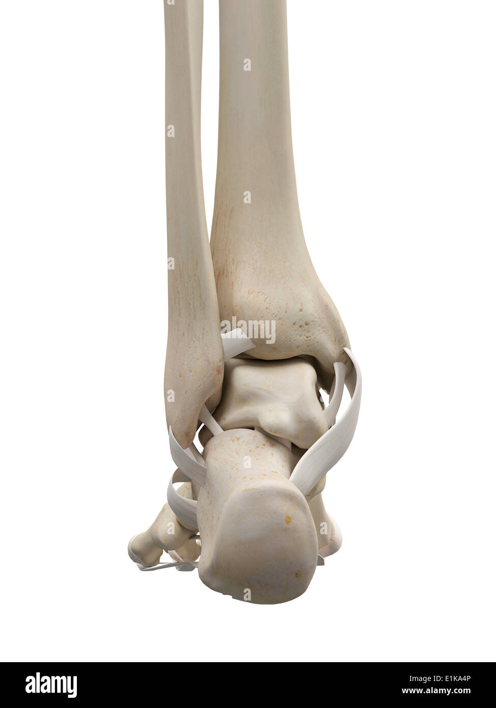 Tendons hi-res stock photography and images - Alamy