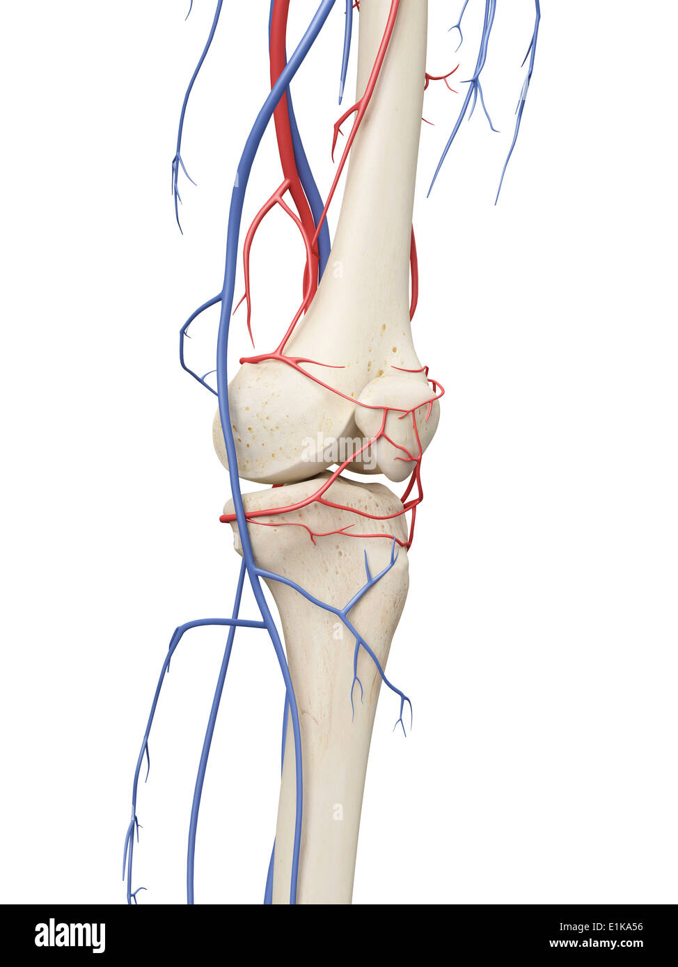 Femur arteries system hi-res stock photography and images - Alamy