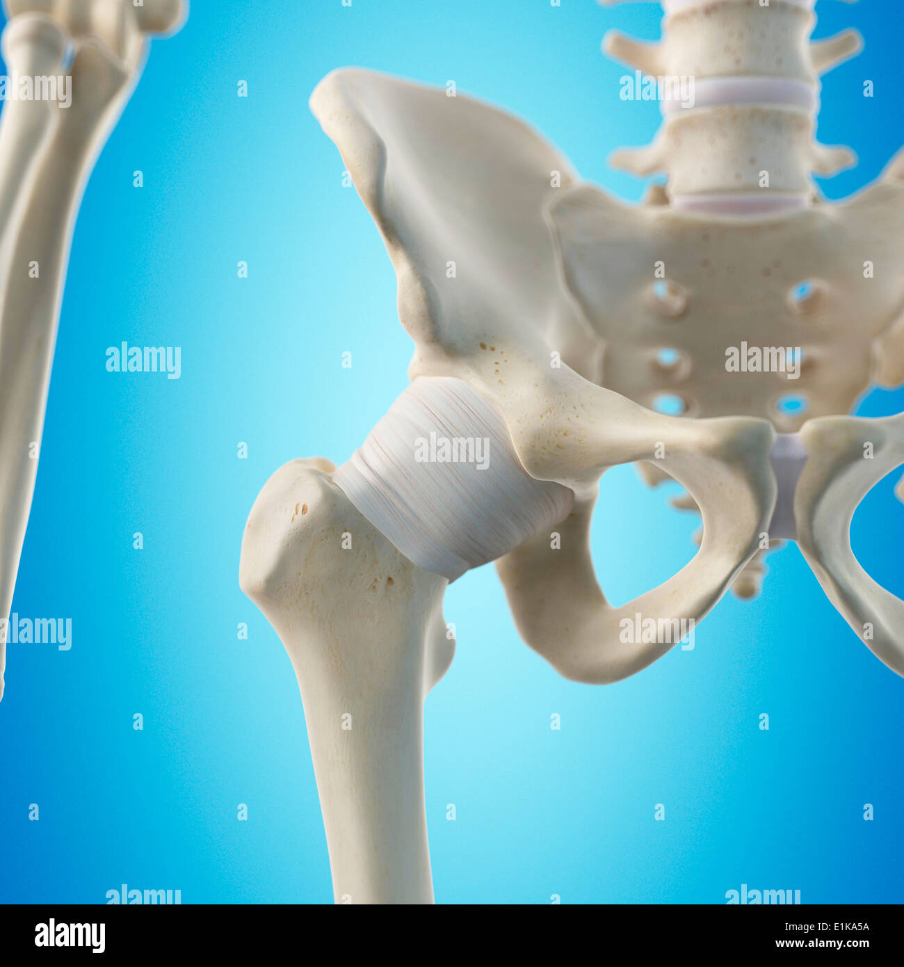 Hip tendon computer artwork Stock Photo - Alamy