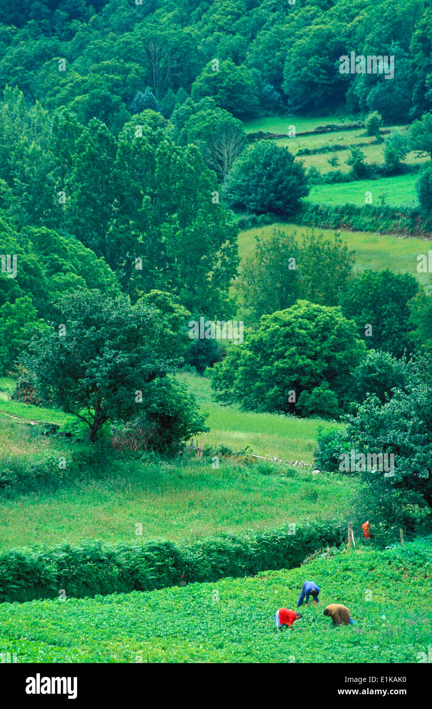 Farming in Galicia Stock Photo - Alamy