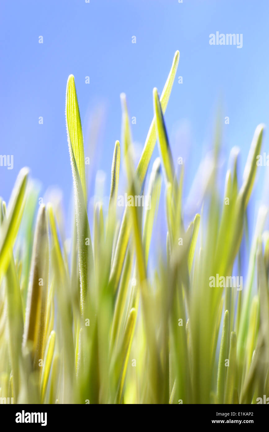 Wheatgrass growing Wheatgrass is a food prepared from the cotyledons of ...
