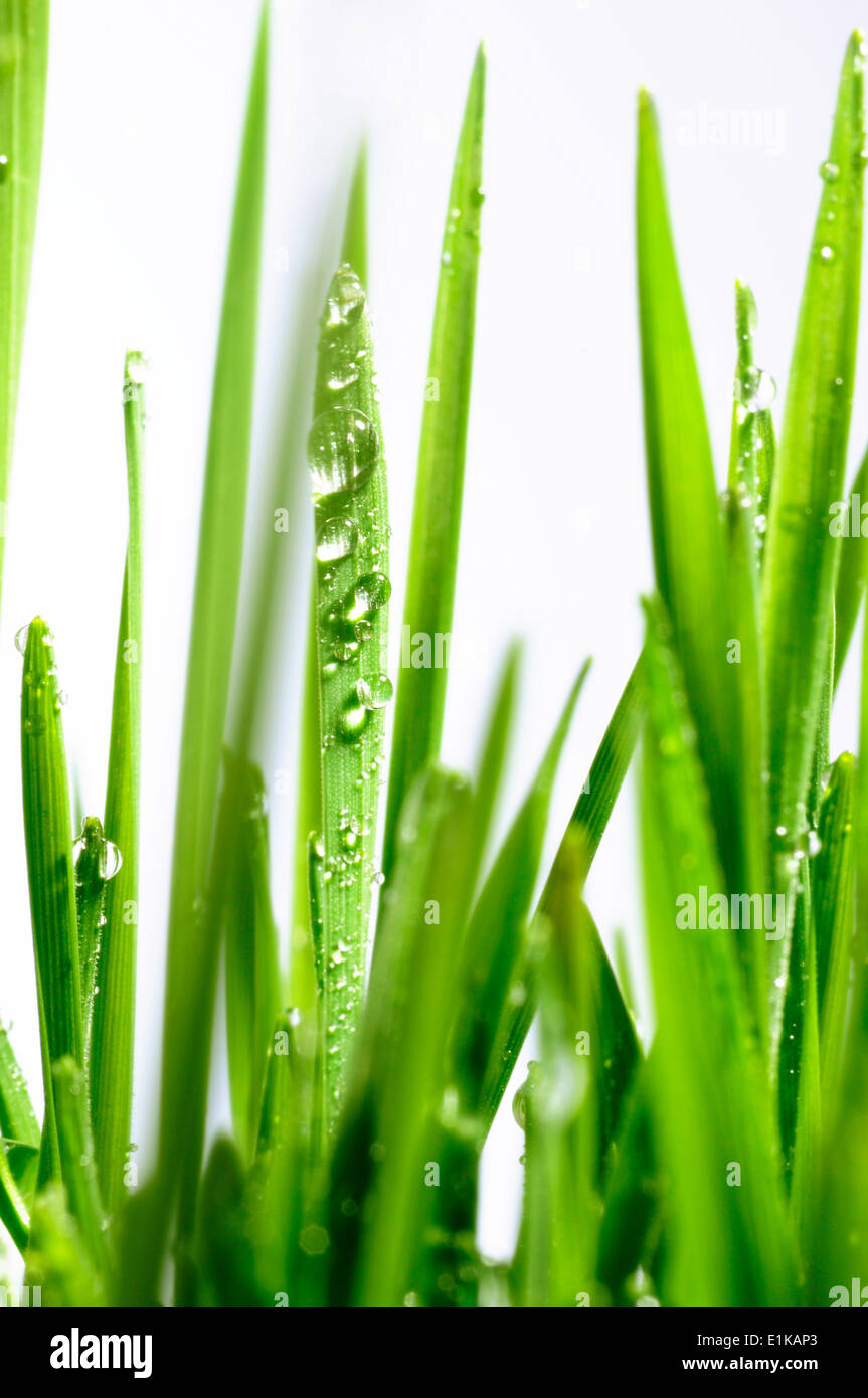 Wheatgrass with water droplets Wheatgrass is a food prepared from the ...