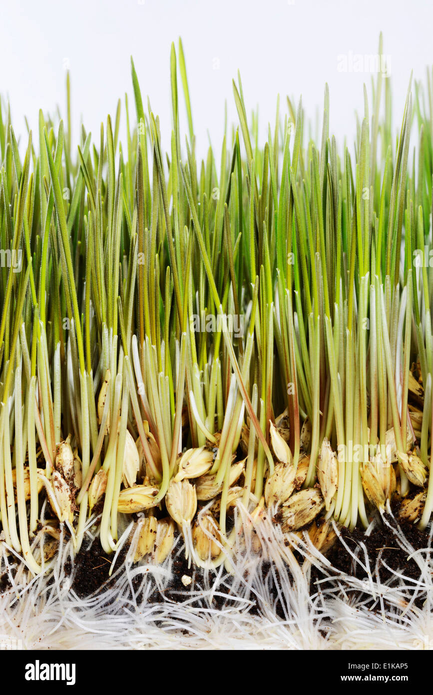 Wheatgrass seedlings growing in soil showing the seeds roots and ...