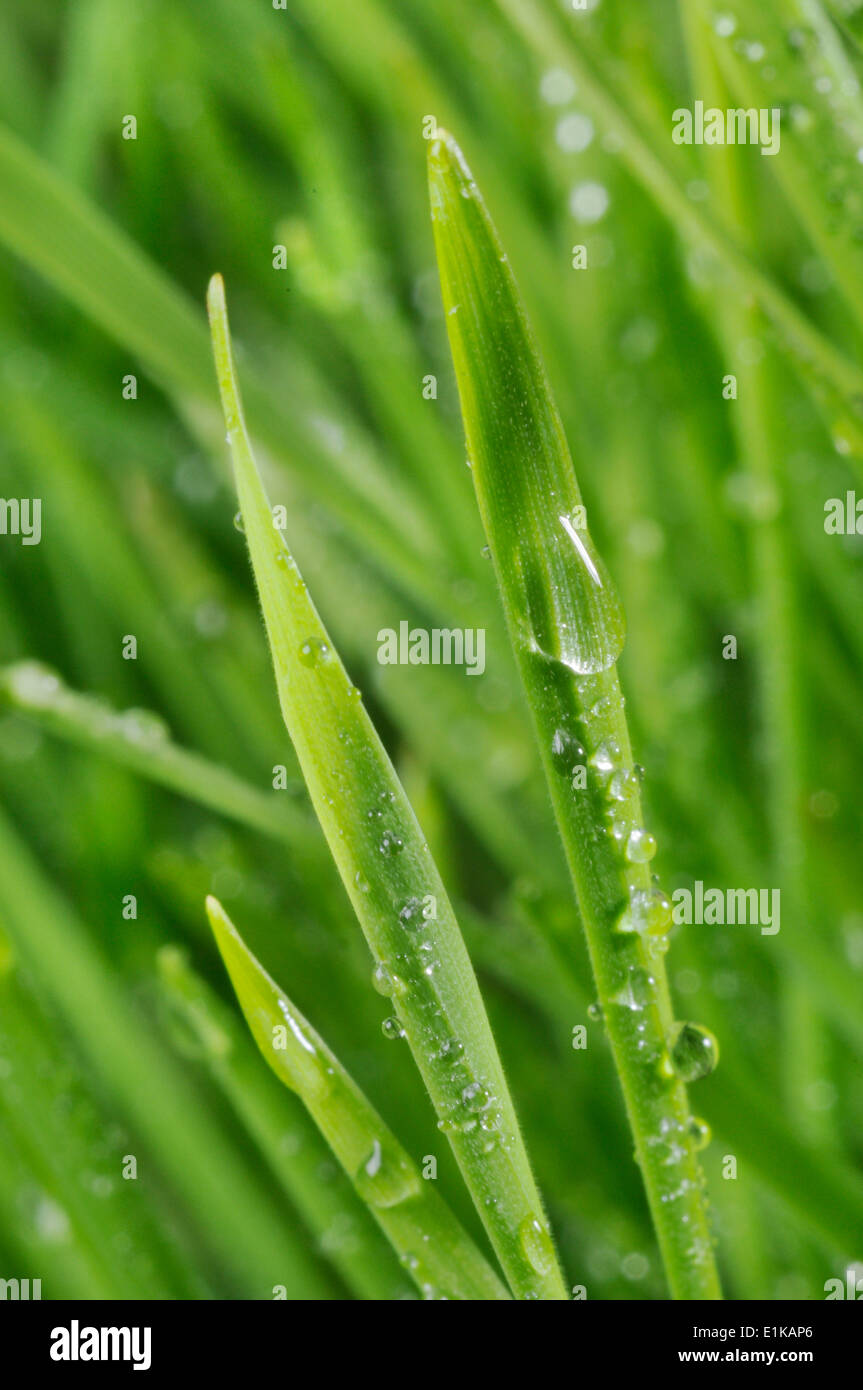 Wheatgrass growing Wheatgrass is a food prepared from the cotyledons of ...