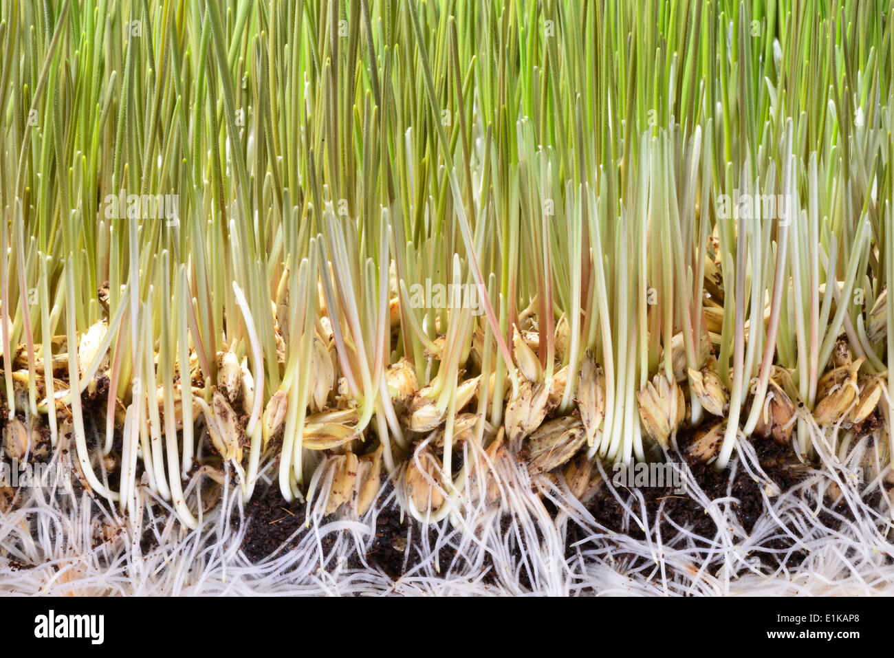Wheatgrass seedlings growing in soil showing the seeds roots and ...