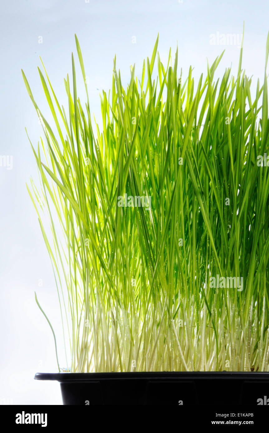 Wheatgrass growing in a tray Wheatgrass is a food prepared from the ...
