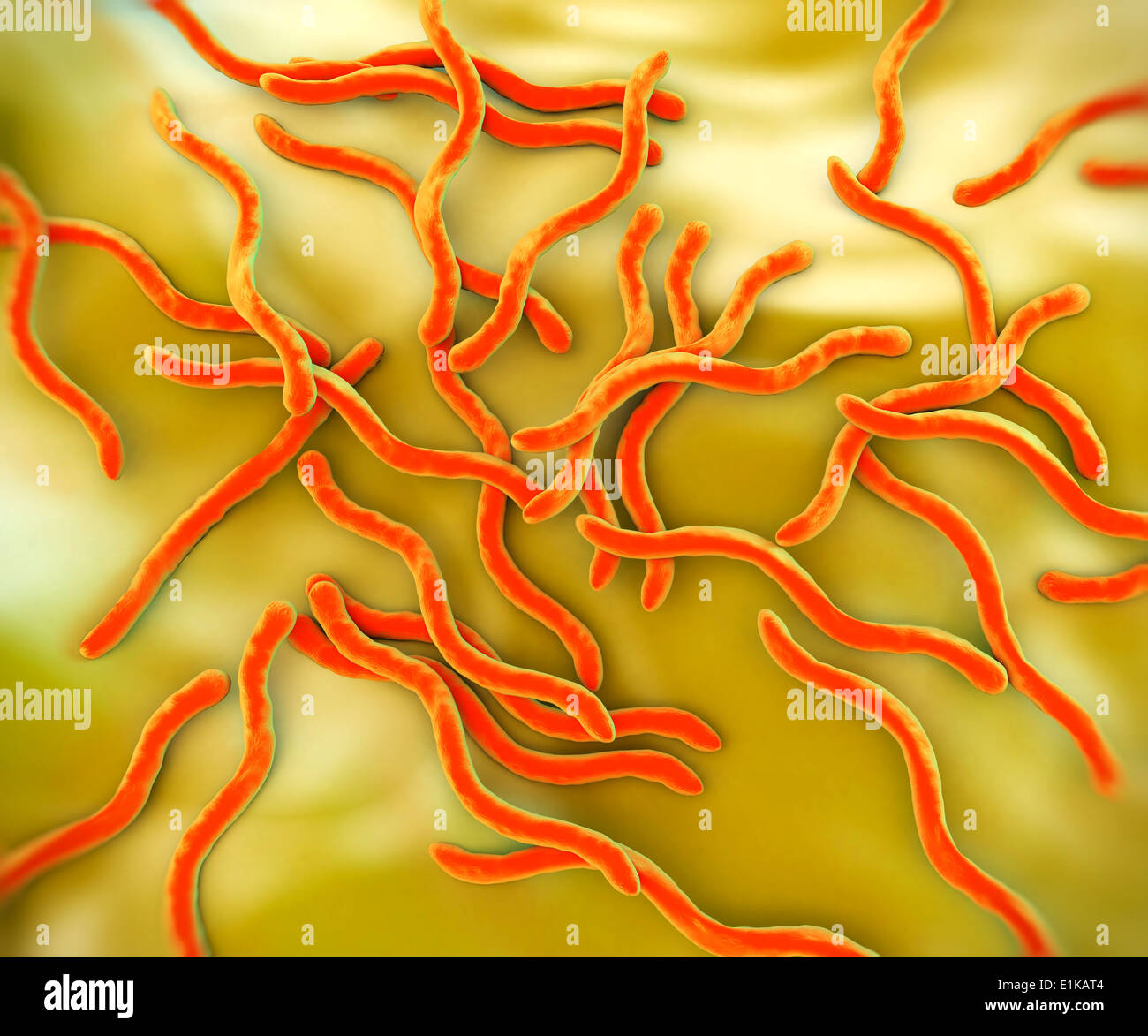 Lyme disease bacteria (Borrelia burgdorferi) computer artwork Stock ...