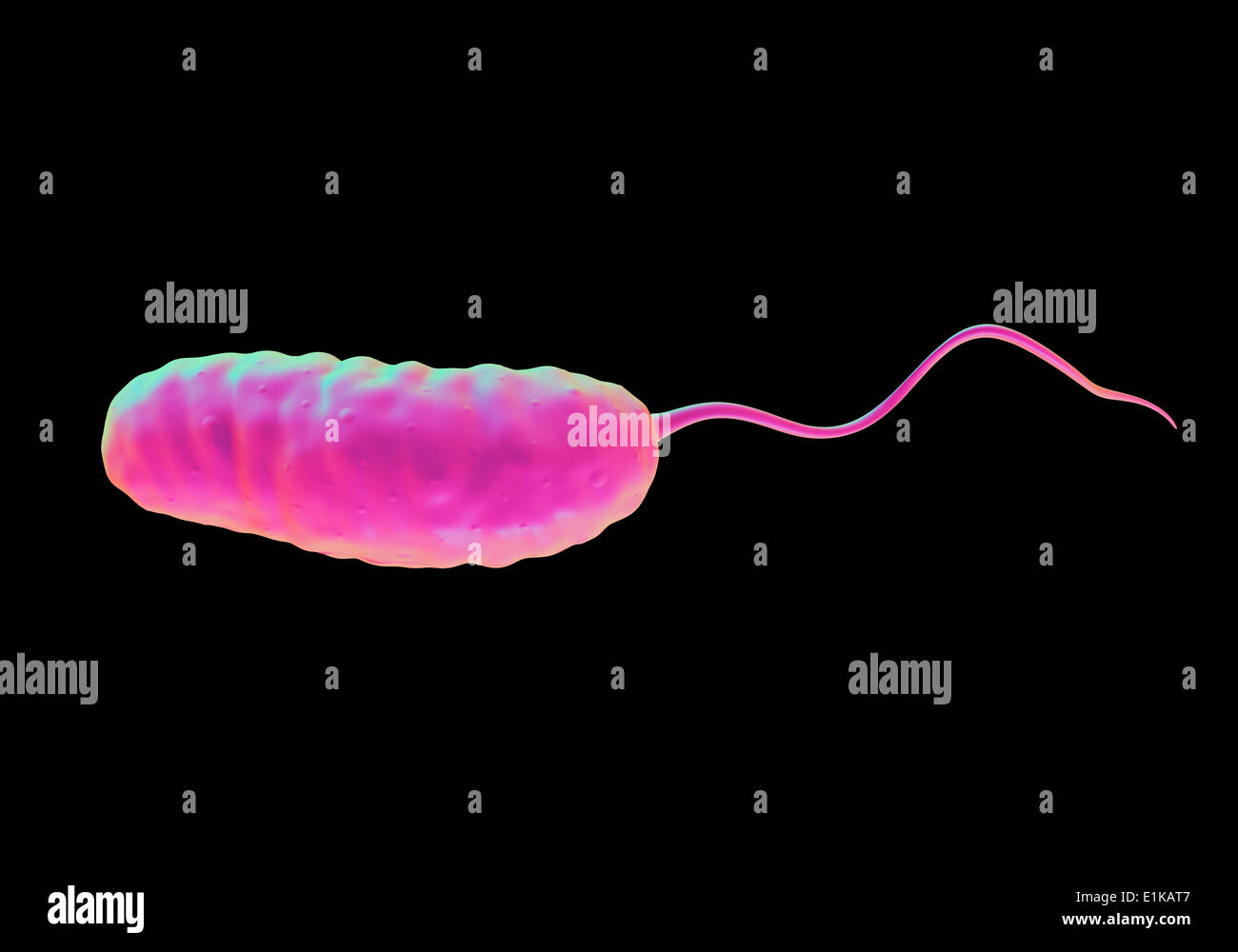 Cholera bacterium (Vibrio cholerae) computer artwork Stock Photo - Alamy