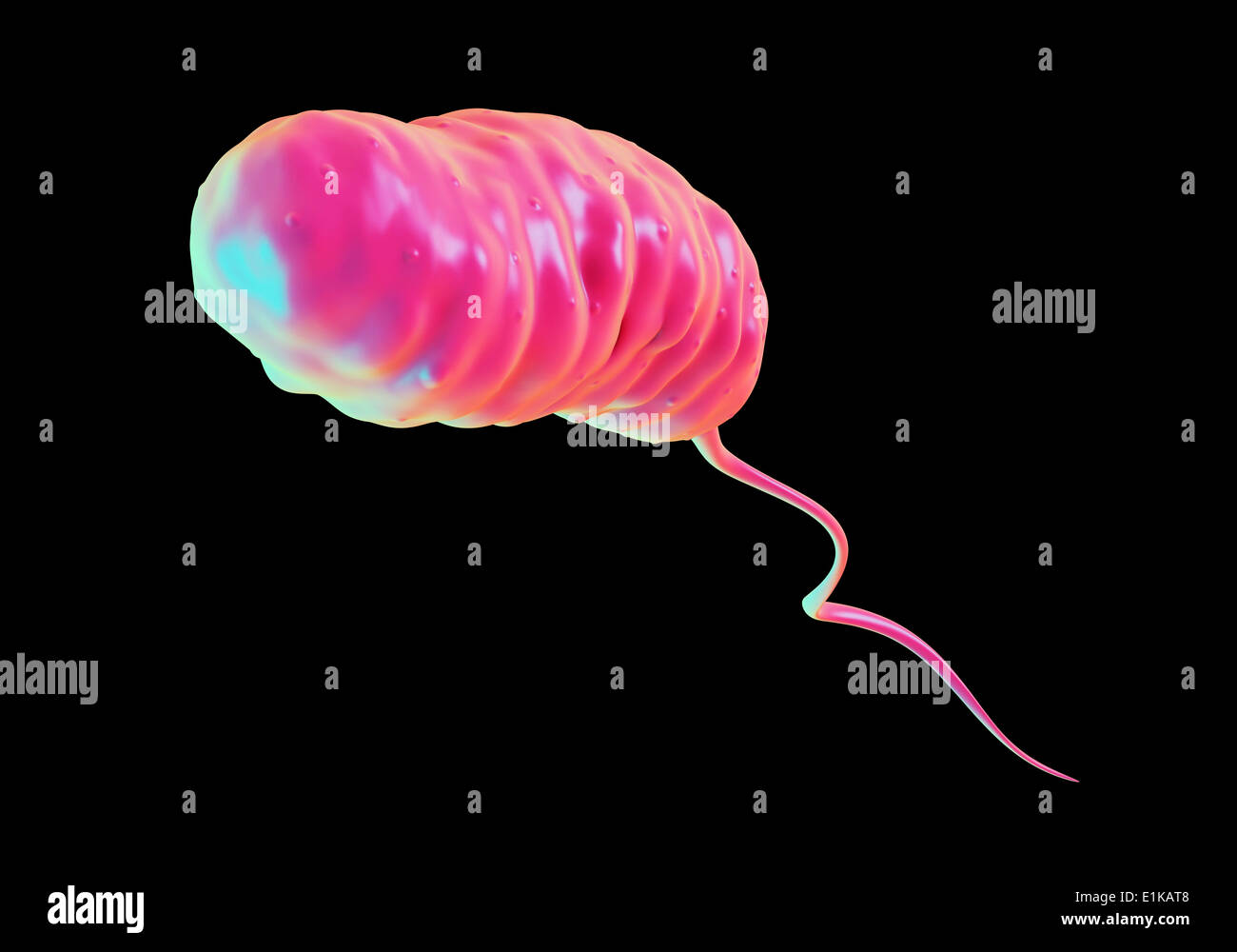 Cholera bacterium (Vibrio cholerae) computer artwork Stock Photo - Alamy