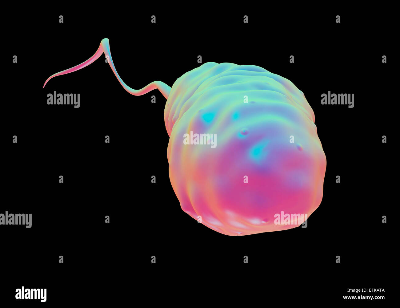 Cholera bacterium vibrio cholerae hi-res stock photography and images ...