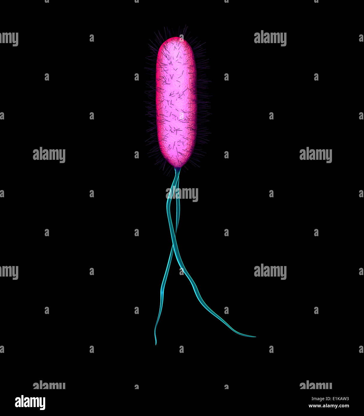 Helicobacter pylori bacterium computer artwork Stock Photo - Alamy