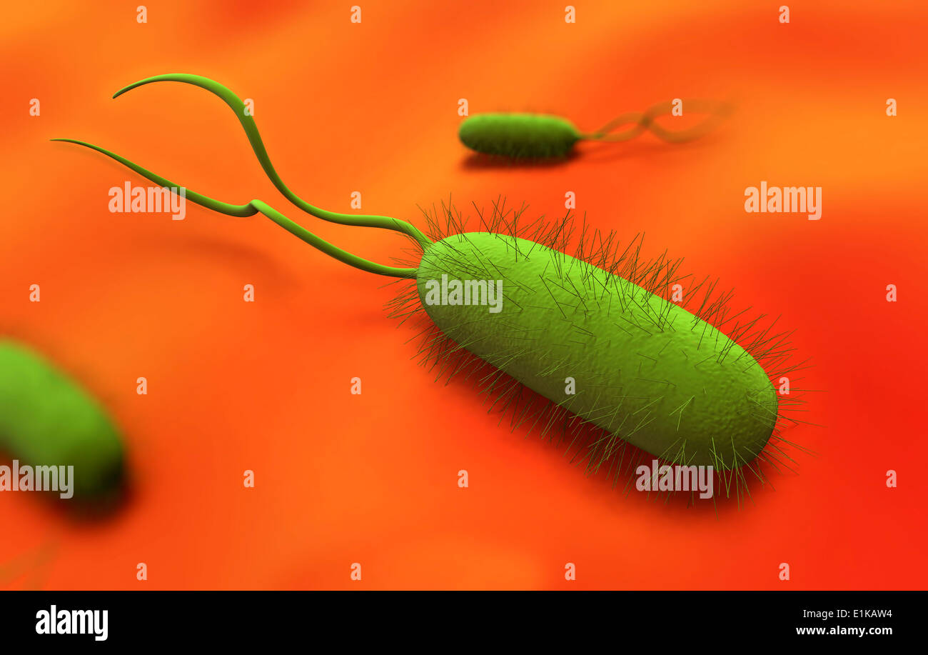 Helicobacter pylori bacteria computer artwork Stock Photo - Alamy