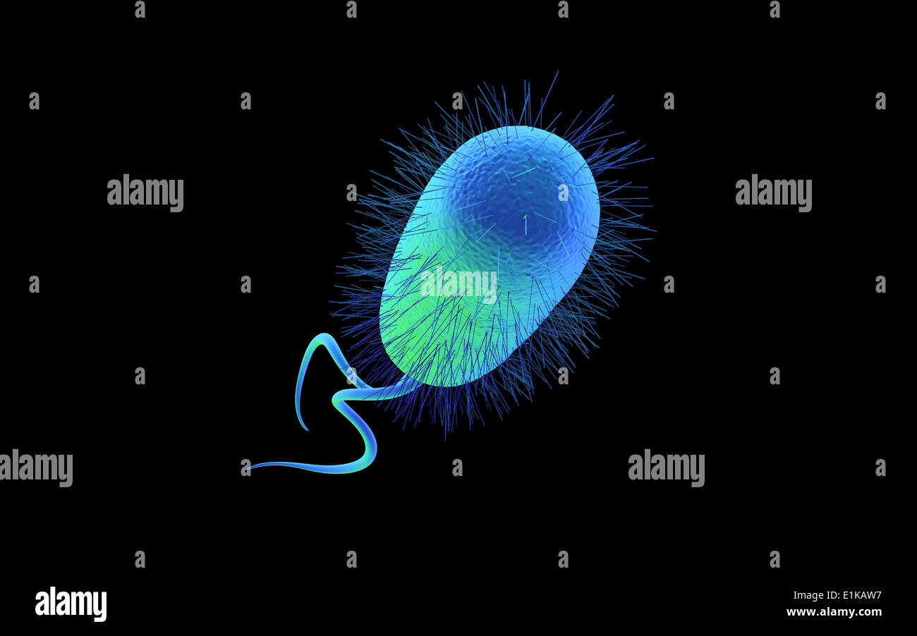 Helicobacter pylori bacterium hi-res stock photography and images - Alamy