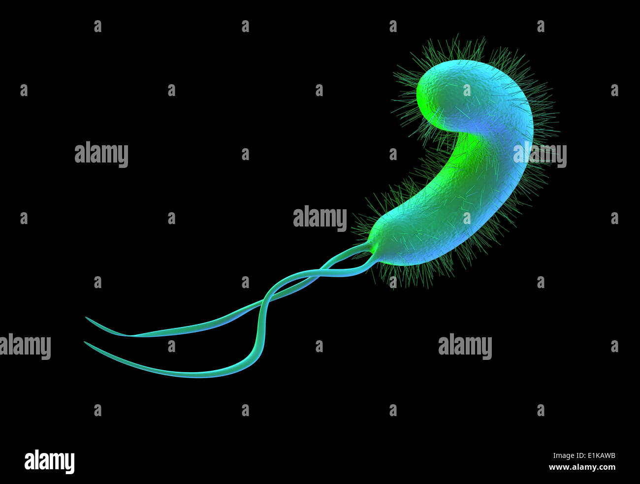 Helicobacter pylori bacterium computer artwork Stock Photo - Alamy