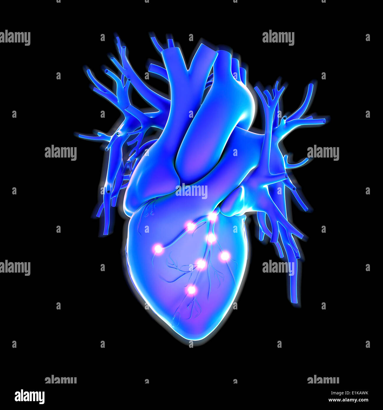 Human heart computer artwork Stock Photo - Alamy
