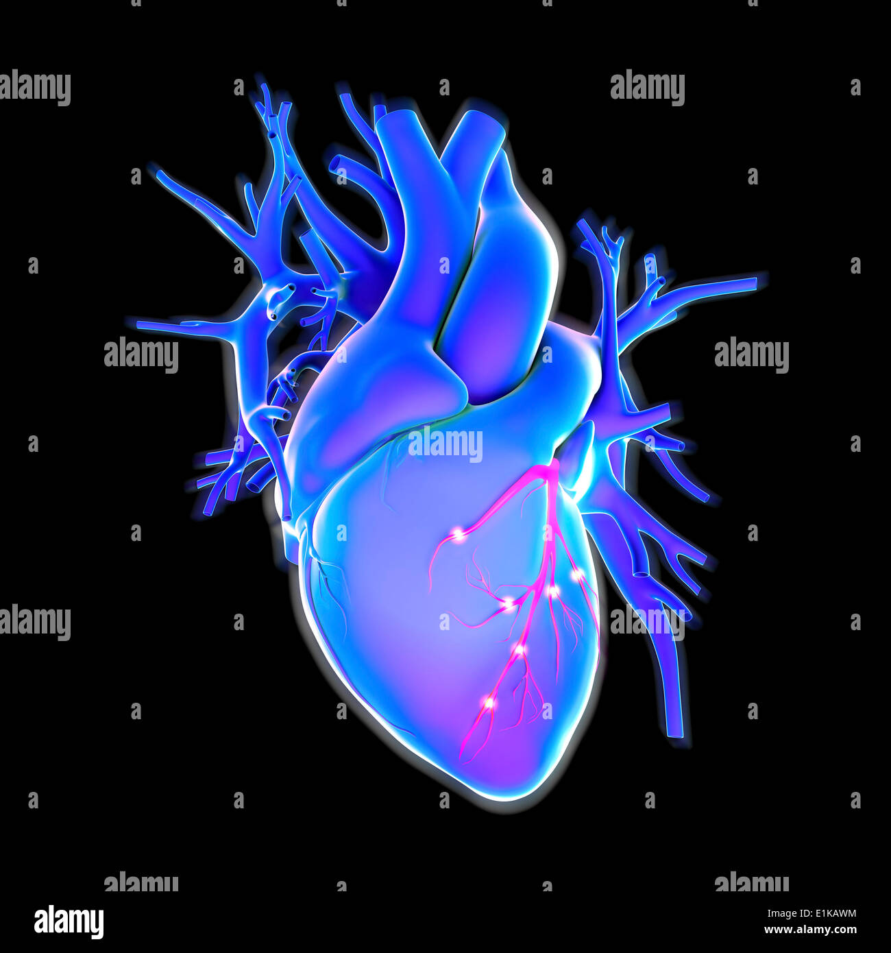 Human heart computer artwork Stock Photo - Alamy