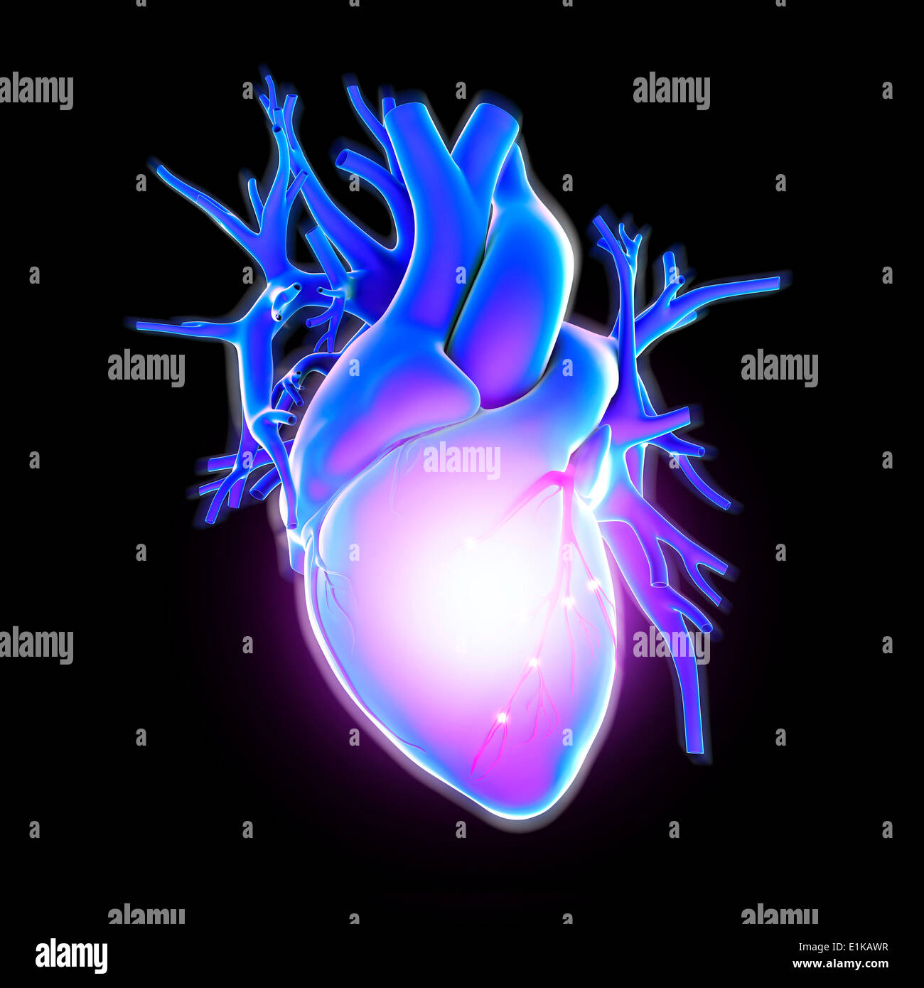 Human heart computer artwork Stock Photo - Alamy