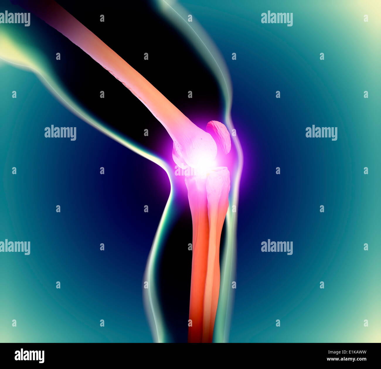 Human knee joint computer artwork Stock Photo - Alamy