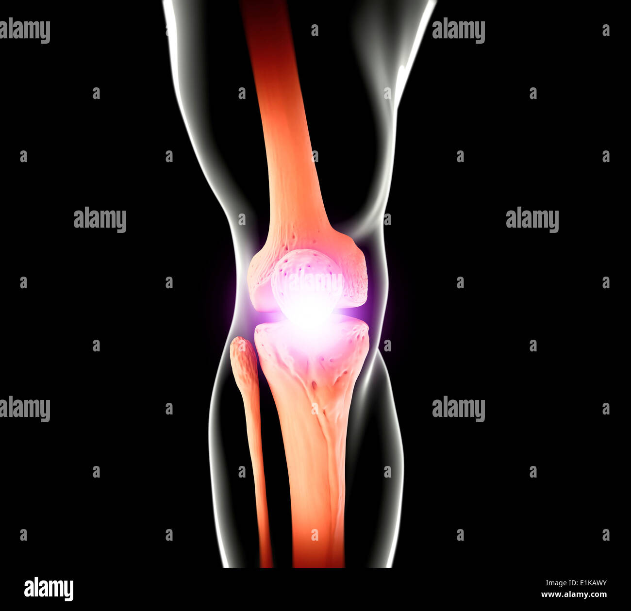 Human knee joint computer artwork Stock Photo - Alamy