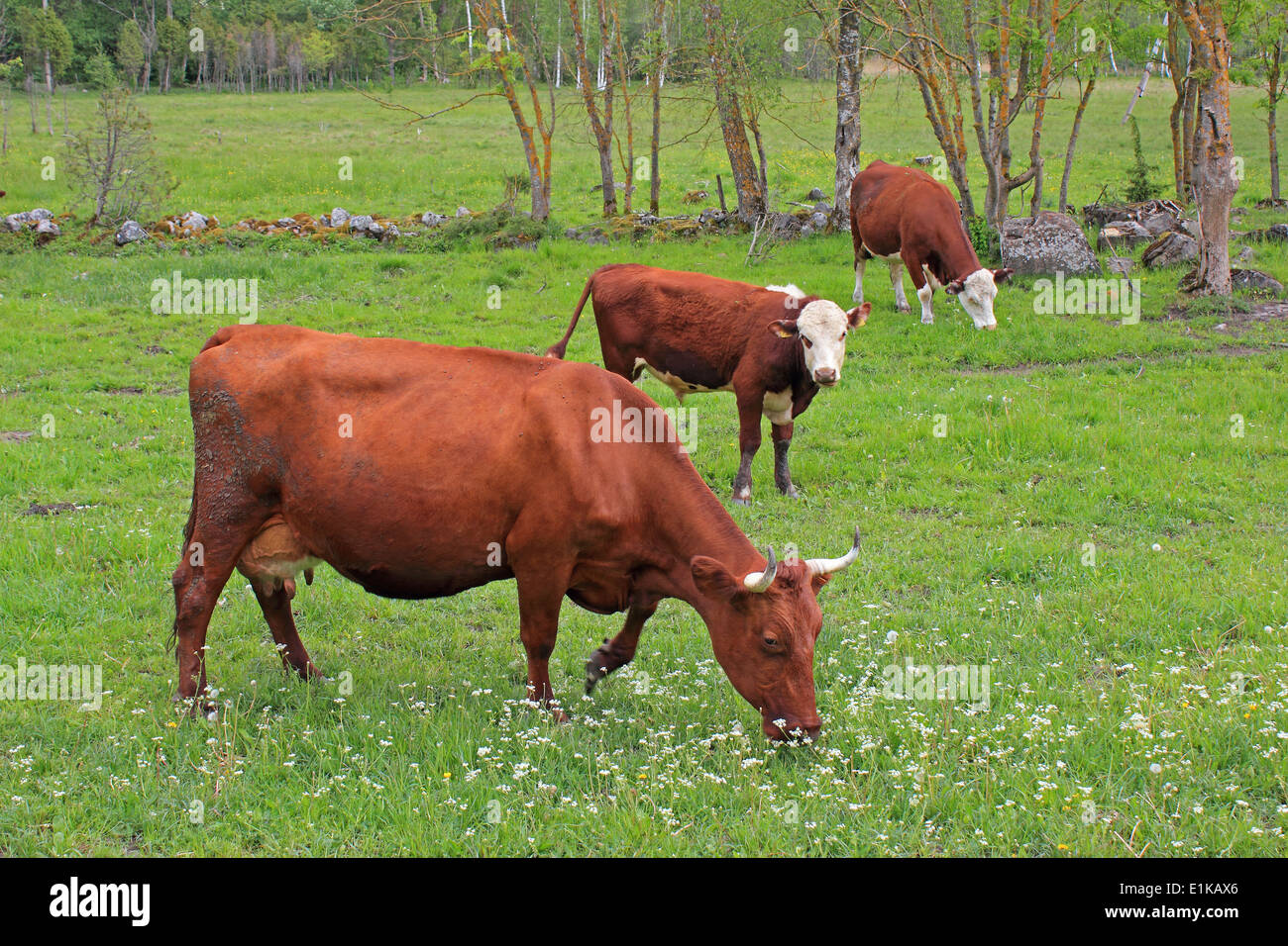 Cows on paddock Stock Photo - Alamy