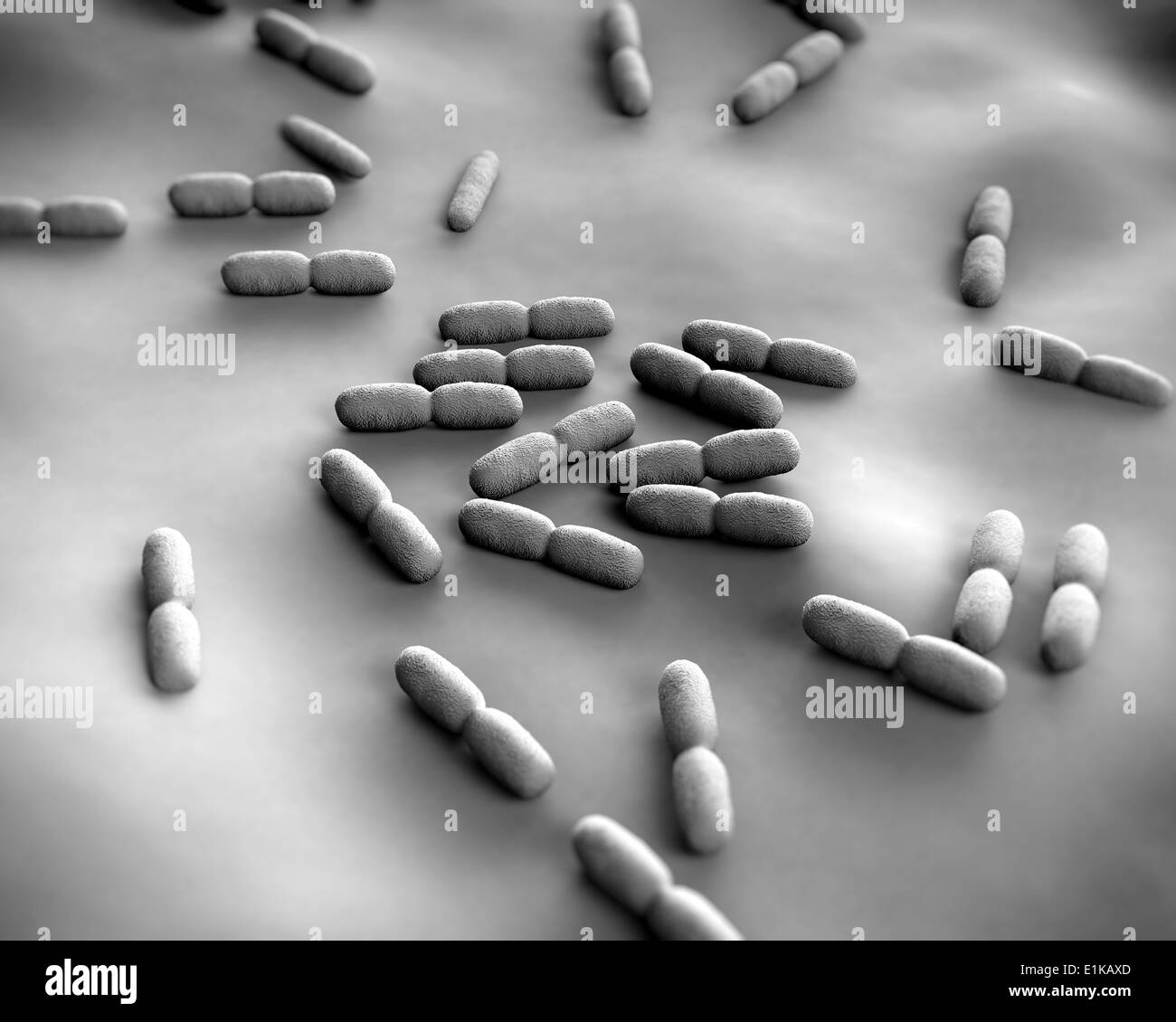 Listeria bacterium Black and White Stock Photos & Images - Alamy