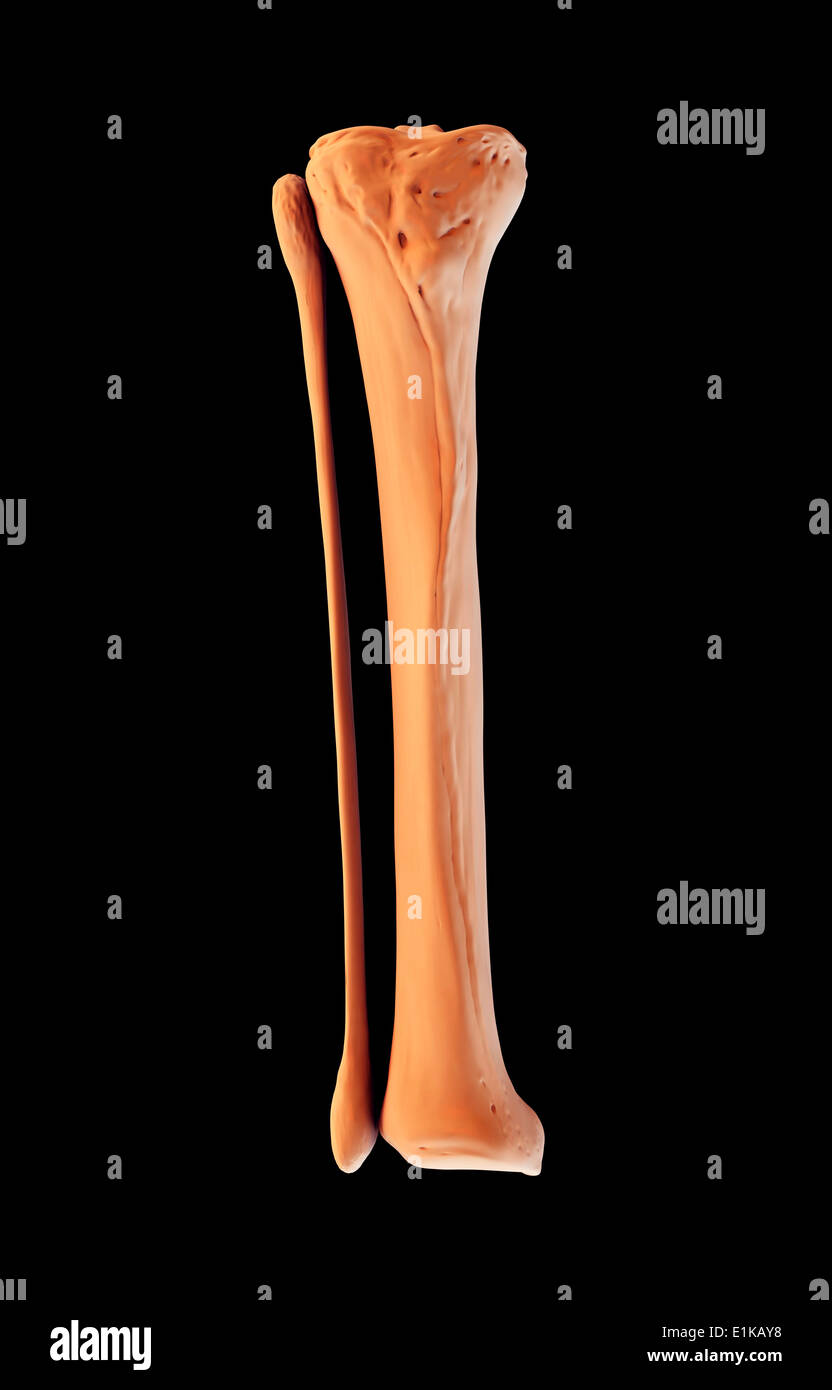 Fibula and tibia anatomy hi-res stock photography and images - Alamy