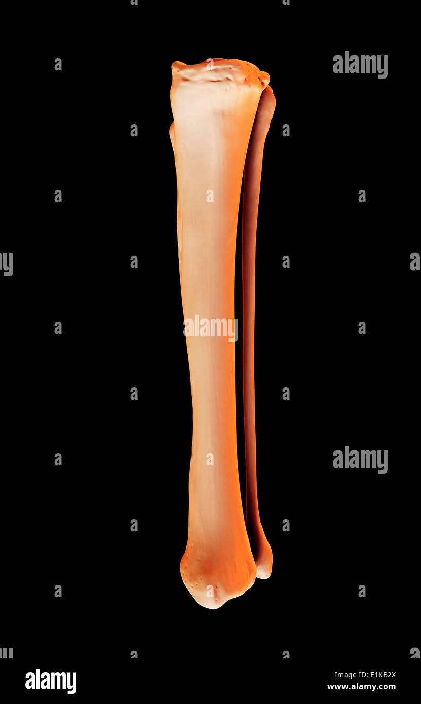 Human tibia and fibula computer artwork Stock Photo - Alamy