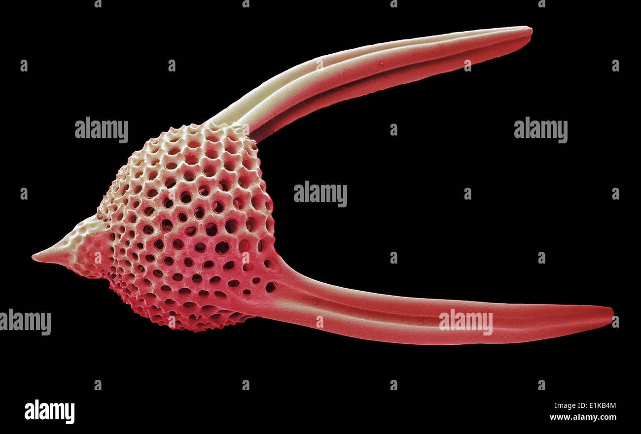 Lychnocanoma radiolarian Coloured scanning electron micrograph (SEM) of the shell of a ...