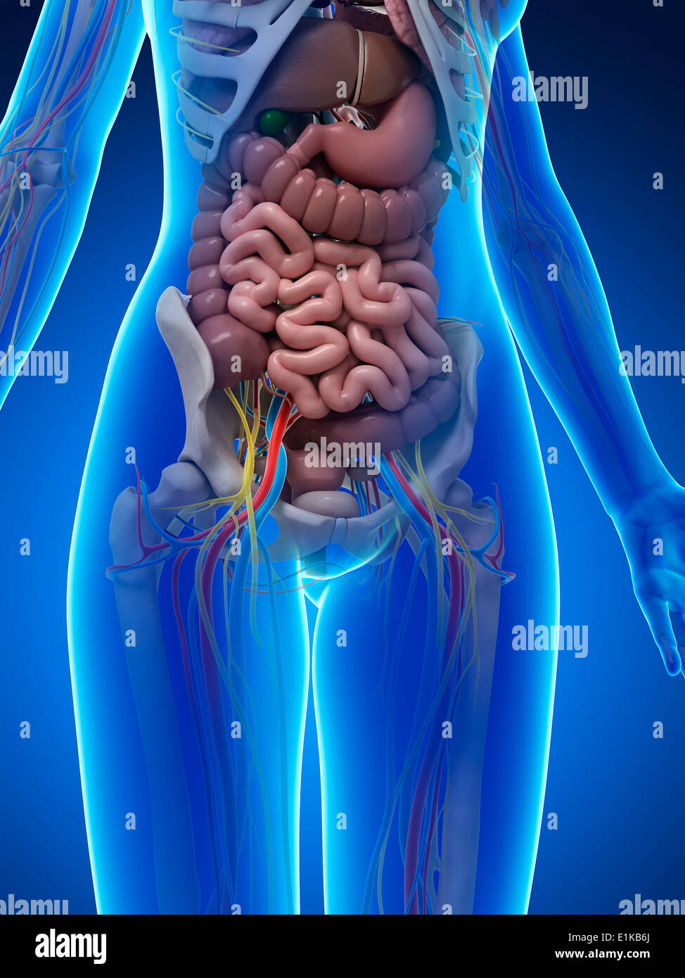 Female Intestinal Anatomy High Resolution Stock Photography and Images ...