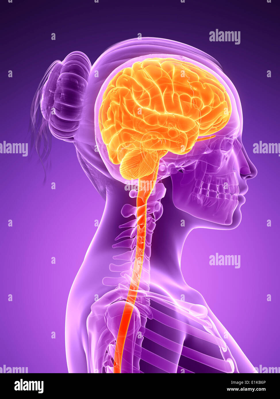 Female brain computer artwork Stock Photo - Alamy