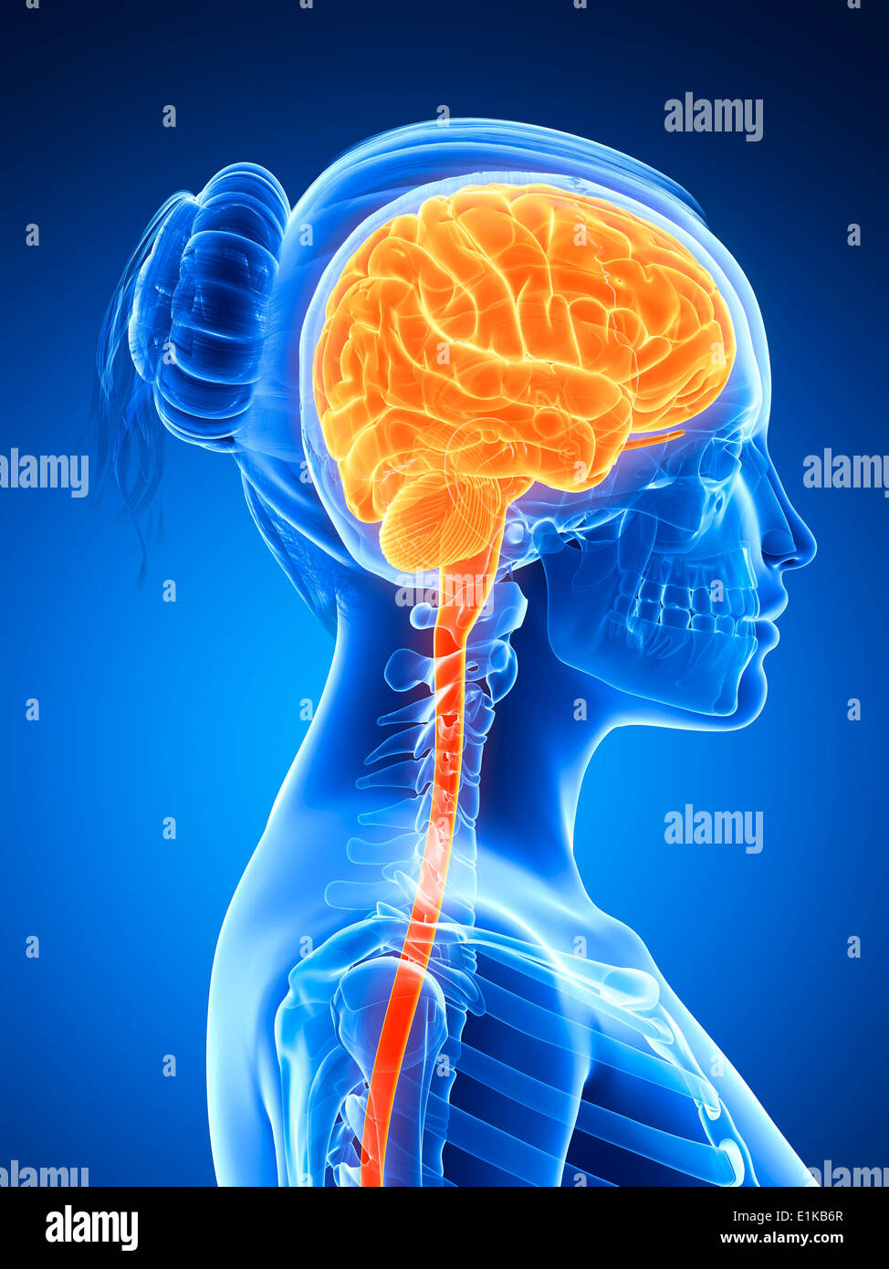 Female brain computer artwork Stock Photo - Alamy