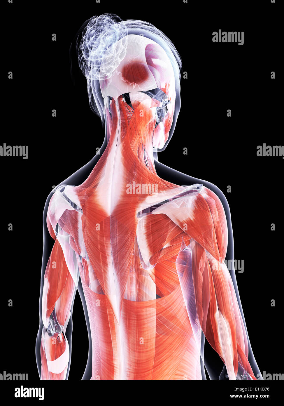 Female muscular system of the back computer artwork Stock Photo - Alamy