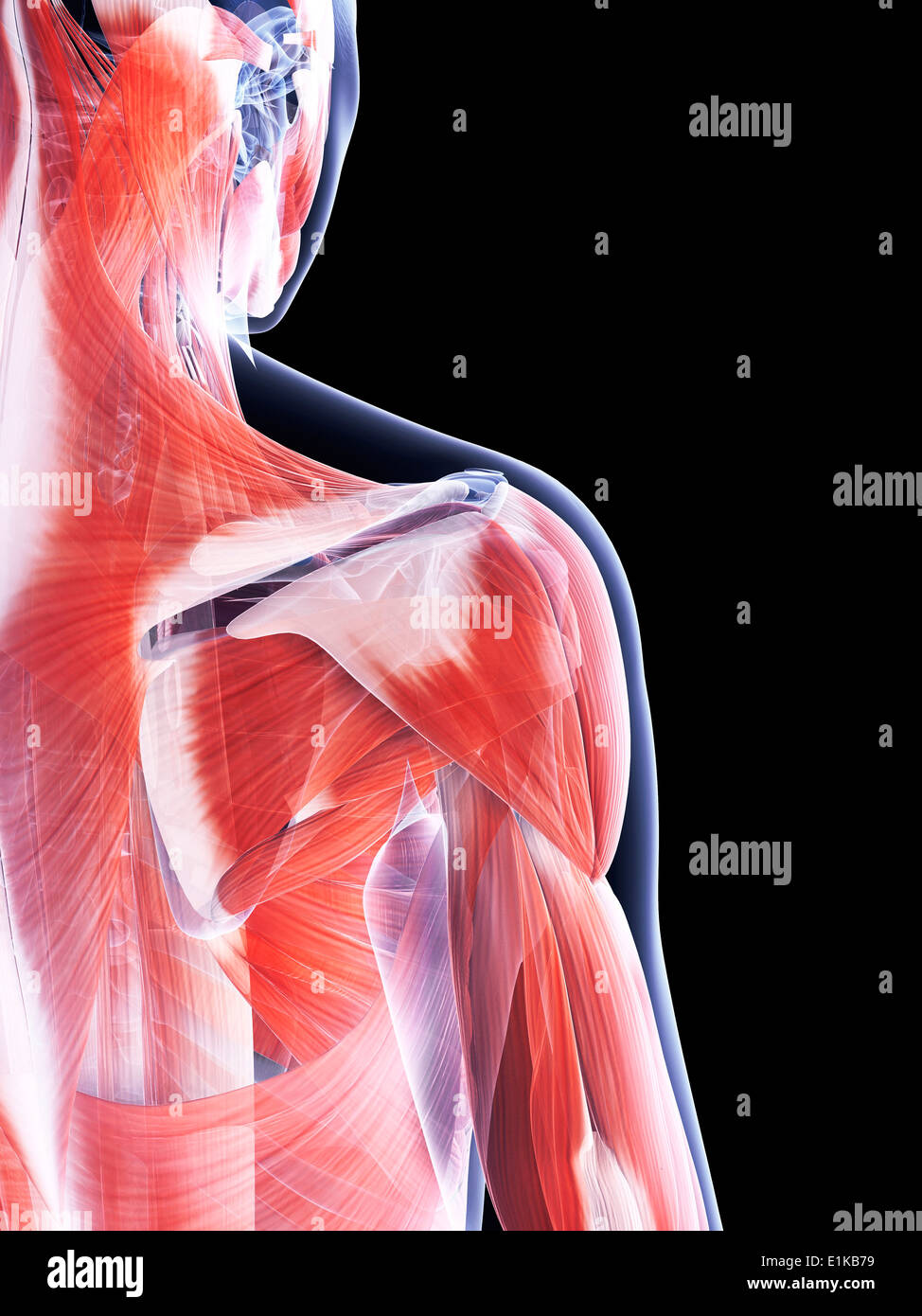 Female muscular system of the shoulder computer artwork Stock Photo - Alamy